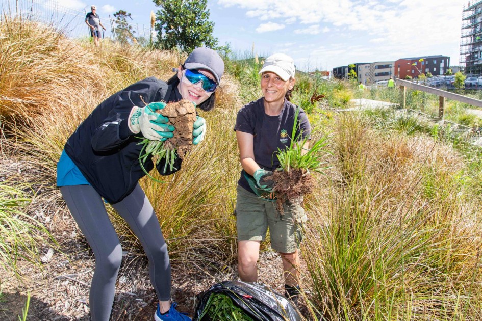 In the weeds at Te Ara Awataha » Northcote Development